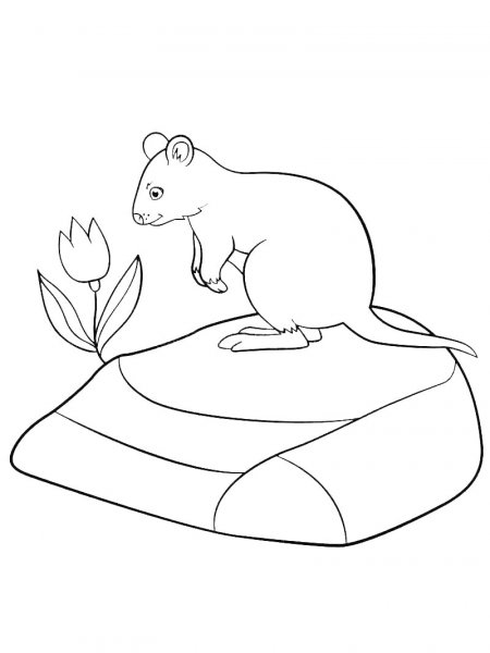 Quokka Coloring Pages (Free Printables for Kids)