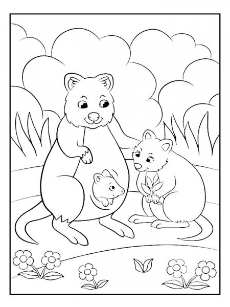 Quokka coloring pages