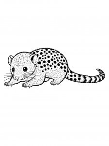 Quoll coloring pages