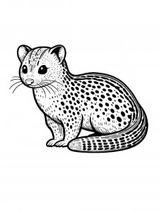 Quoll coloring pages