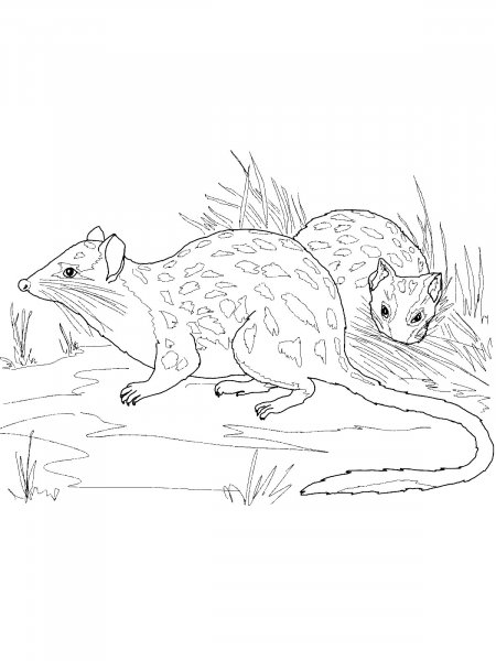 Quoll coloring pages