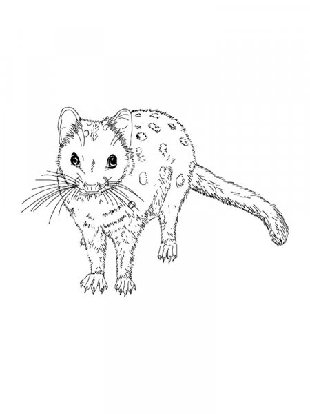 Quoll coloring pages