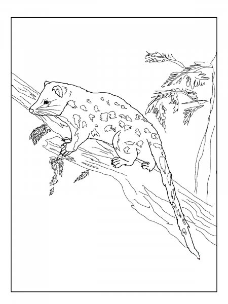Quoll coloring pages