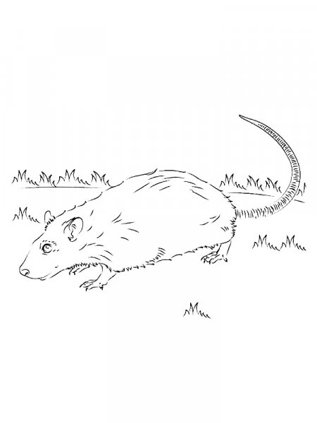 Rat coloring pages