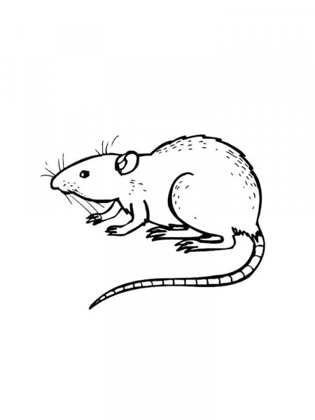 Rat coloring pages