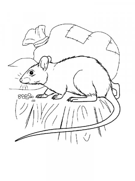Rat coloring pages