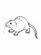 Rat coloring pages