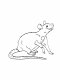 Rat coloring pages