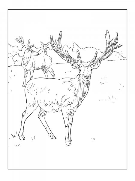 Red Deer coloring pages