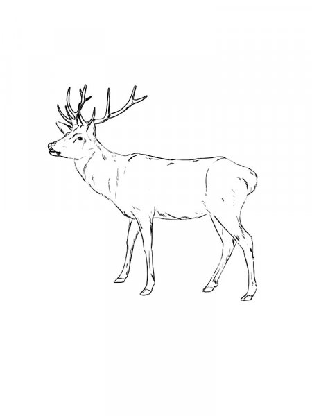 Red Deer coloring pages