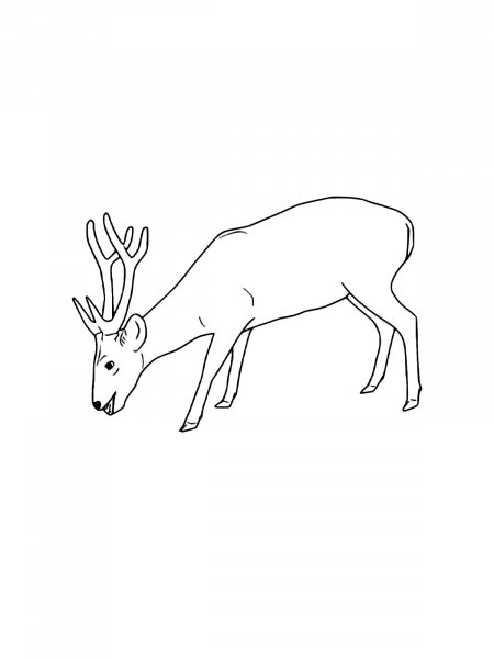 Red Deer coloring pages