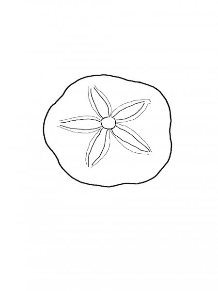 Sand Dollar coloring pages