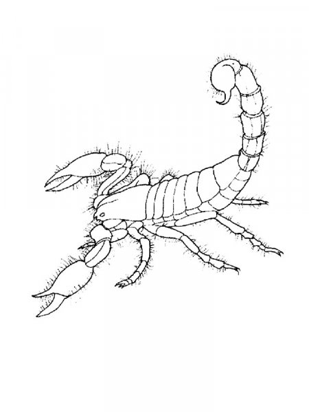 Scorpion coloring pages