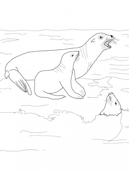 Sea Lion coloring pages
