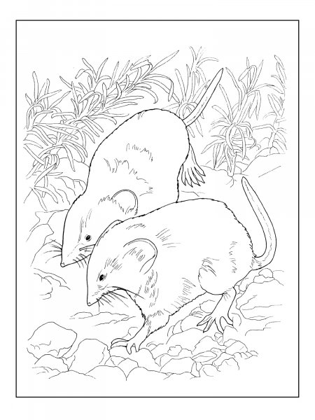 Shrew coloring pages