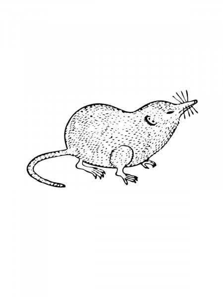 Shrew coloring pages