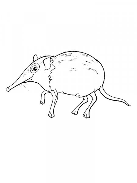 Shrew coloring pages
