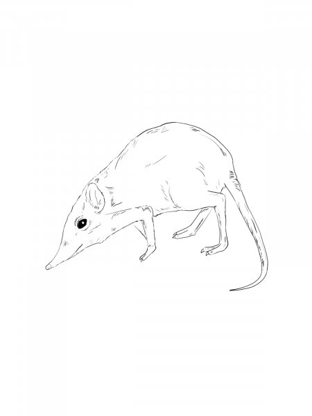 Shrew coloring pages