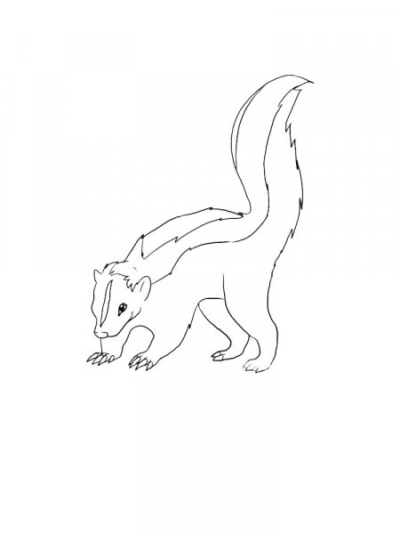 Skunk coloring pages