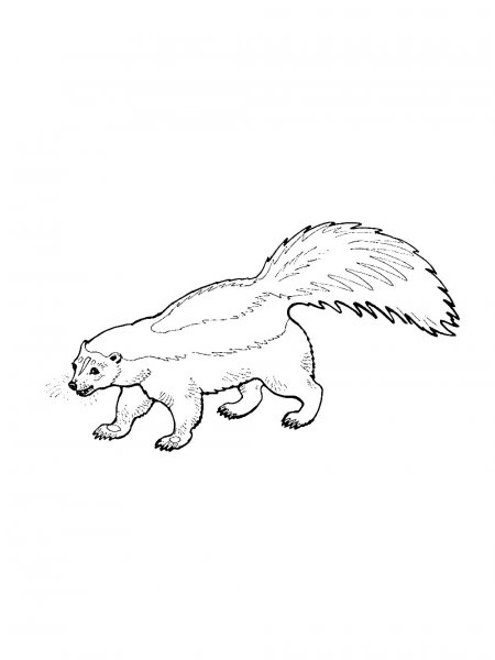 Skunk coloring pages