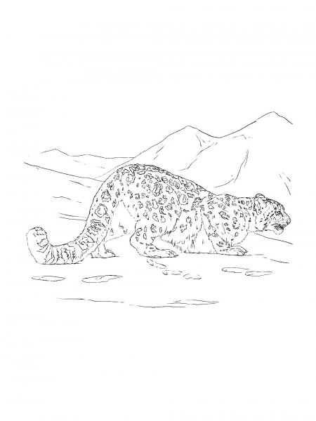 Snow Leopard coloring pages