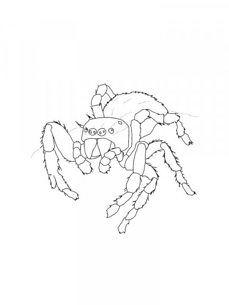 Spider coloring pages