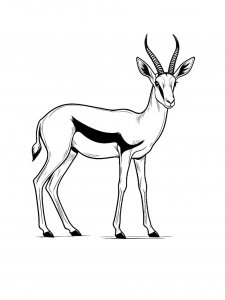 Springbok coloring pages