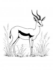 Springbok coloring pages