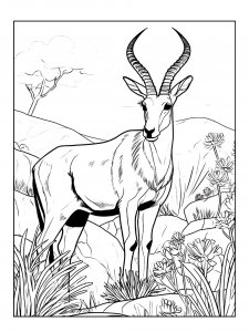 Springbok coloring pages