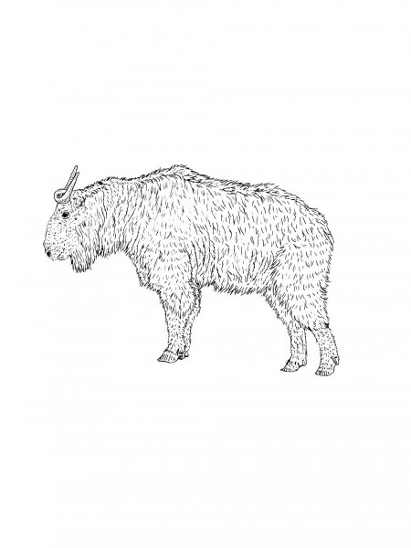 Takin coloring pages