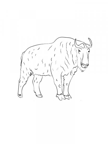 Takin coloring pages