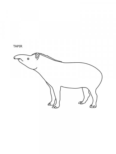Tapir coloring pages