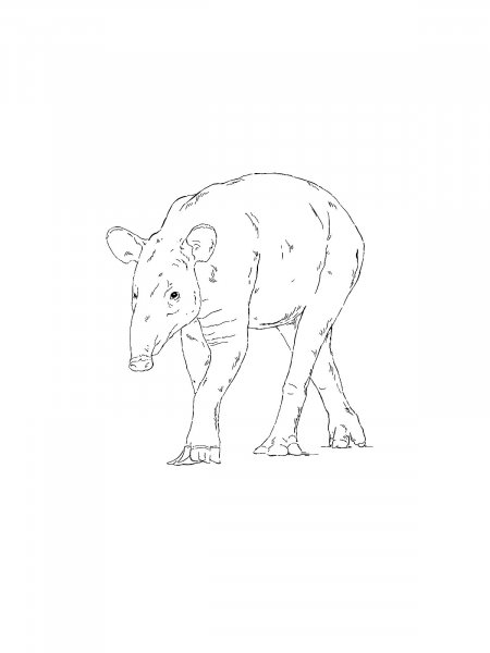 Tapir coloring pages