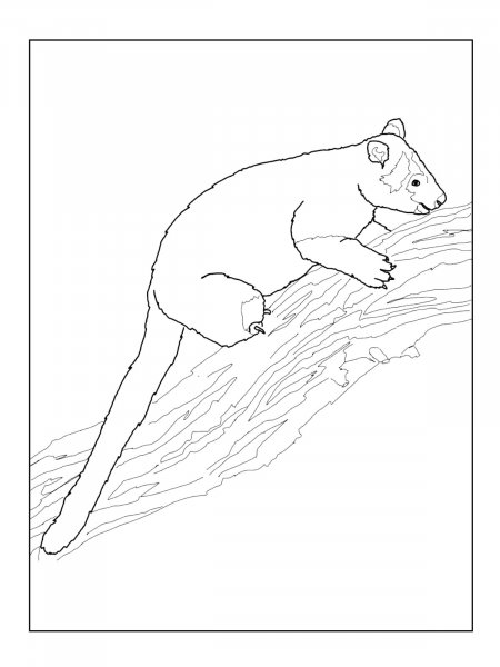 Tree Kangaroo coloring pages