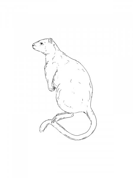 Tree Kangaroo coloring pages