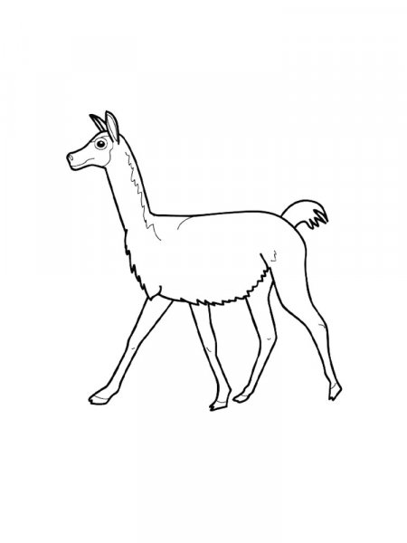 Vicuna coloring pages