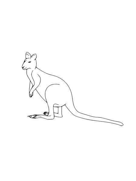 Wallaby coloring pages