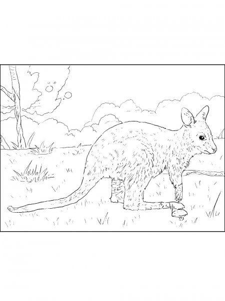 Wallaby coloring pages