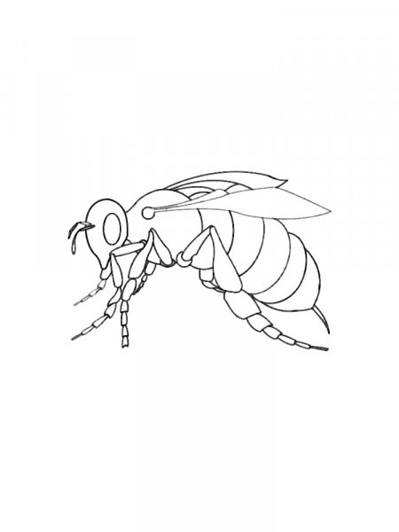 Wasp coloring pages