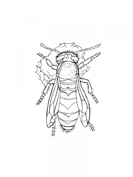 Wasp coloring pages
