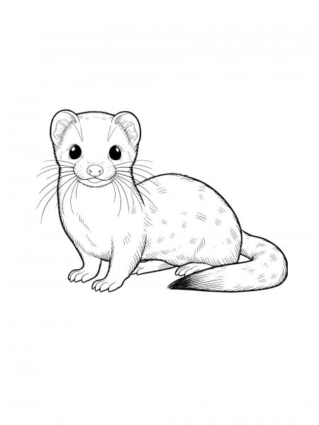 Weasel coloring pages