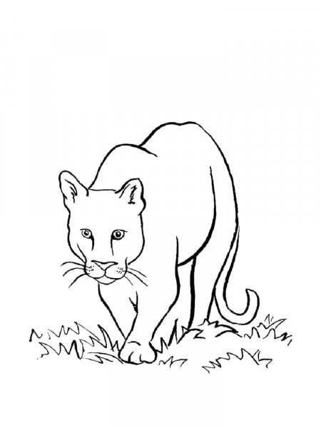 Wild cats coloring pages
