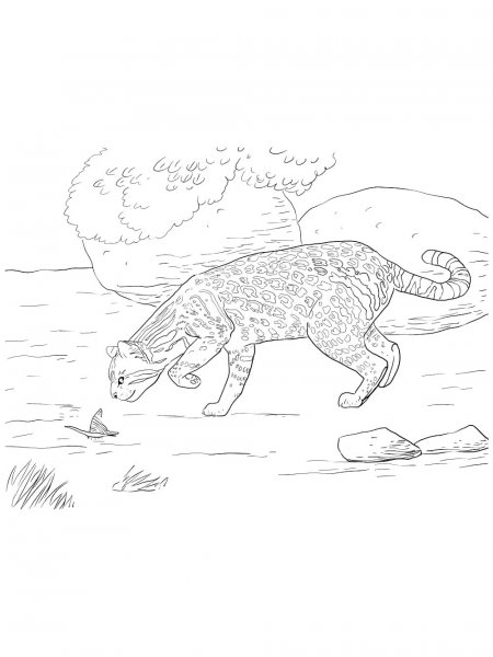 Wild cats coloring pages