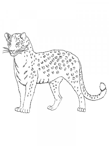 Wild cats coloring pages