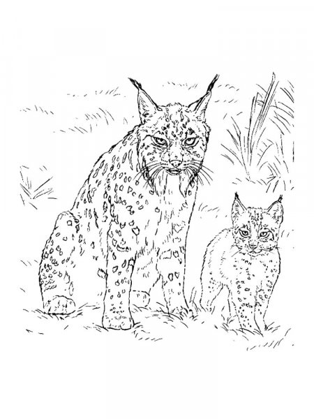 Wild cats coloring pages