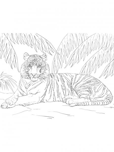 Wild cats coloring pages