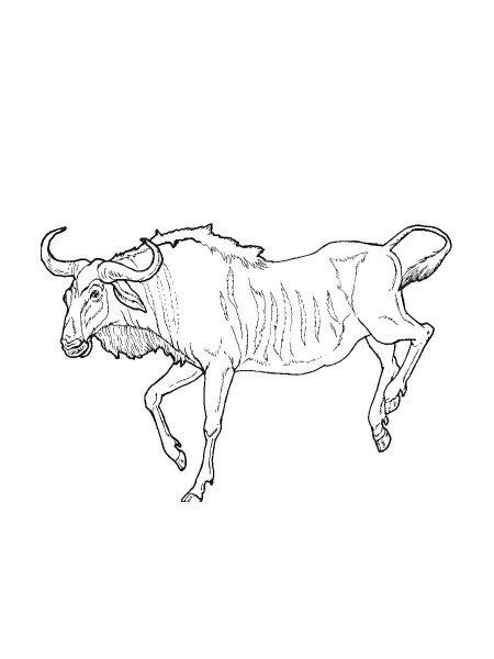 Wildebeest coloring pages