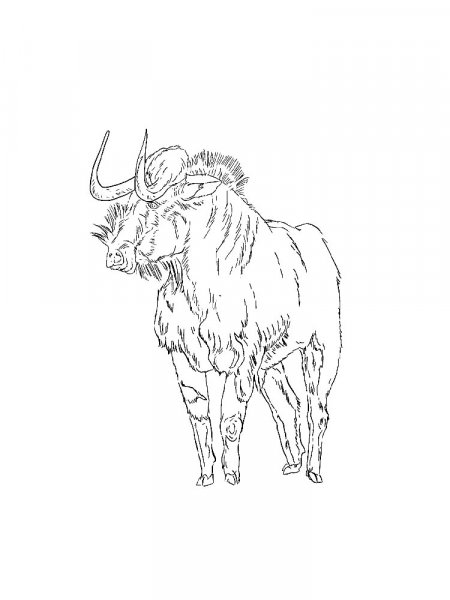 Wildebeest coloring pages