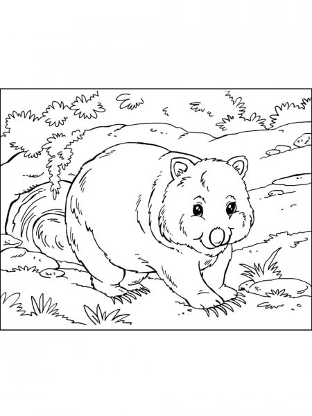 Wombat coloring pages