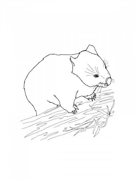 Wombat coloring pages